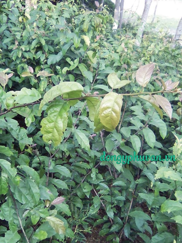 Cây xạ đen hòa bình