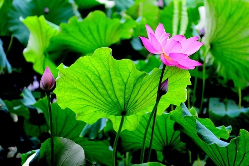 Lá sen có tác dụng gì? Hướng dẫn cách sử dụng và bào chế