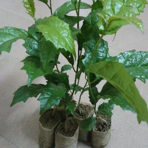 Hình ảnh Cây xạ đen - Xạ đen có mấy loại